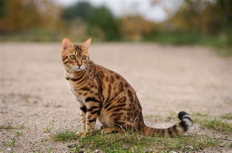 Bengal Cat Lifespan