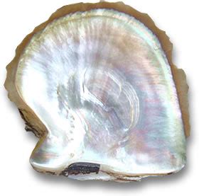 Mother Of Pearl Welcome To Vibology