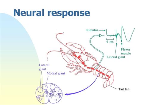 Ppt Neural Circuits Powerpoint Presentation Free Download Id4698521