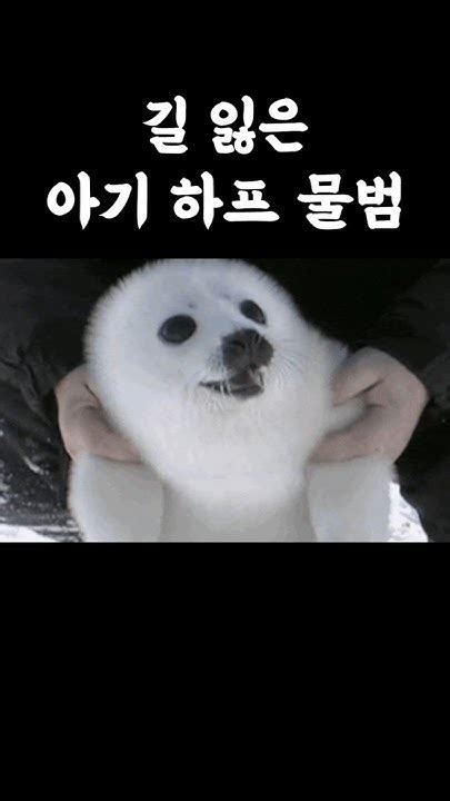 길을 잃은 소중한 아기 하프 물범 Youtube