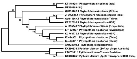 Phylogenetic Analysis Of Dna Sequence Coding For Internal Transcribed Download Scientific