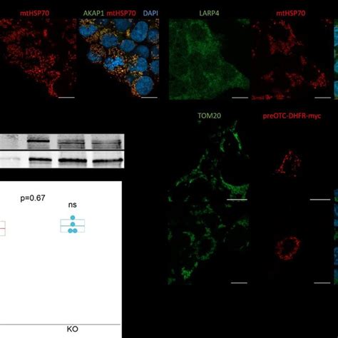 Functional Assessment Of Mitochondrial Co Translational Import Reporter Download Scientific