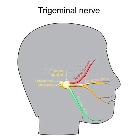 Trigeminal Neuralgia Cranial Nerve Stock Vector Illustration Of