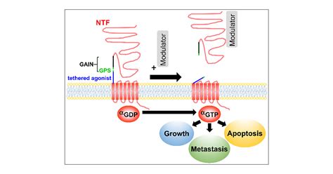 The Emerging Role Of Adhesion Gpcrs In Cancer Acs Pharmacology And Translational Science