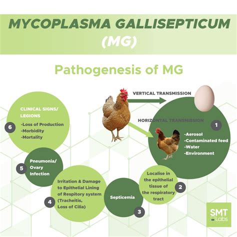 Mycoplasma Gallisepticum Mg A Pathogen Smt Labs Posted On The