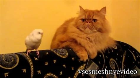 Смешные Кошки.киски.котэ ржач - YouTube