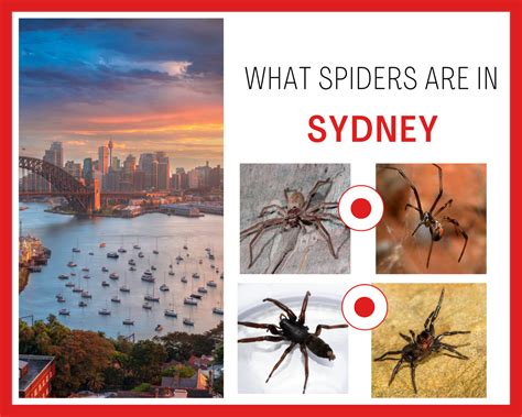 What Spiders Are In Sydney