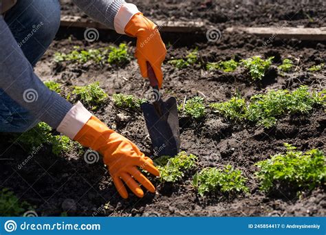 Planting Celery Seedlings In Greenhouse Organic Cultivation Green Gardening Stock Image