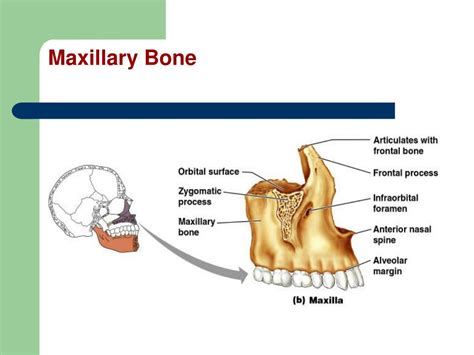 Ppt The Skeletal System Powerpoint Presentation Free Download Id