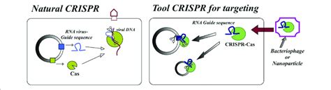 Schematic Drawing Showing The Natural Crispr Cas Complex Found In