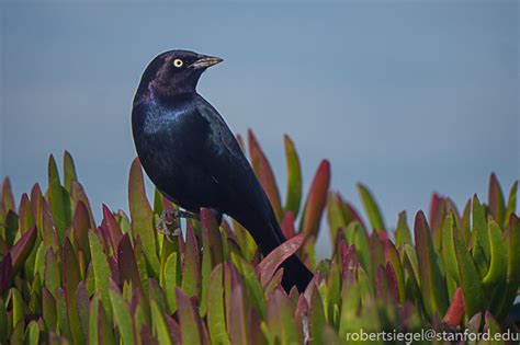 New World Blackbirds