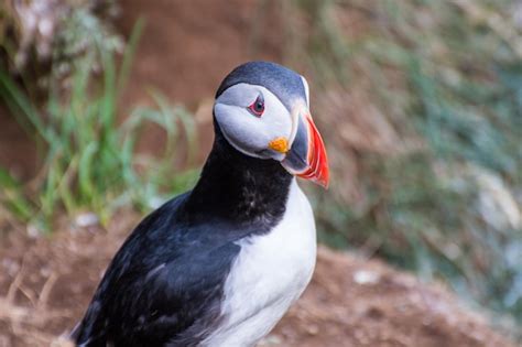 Un Pájaro Con Un Pico Rojo Y Un Pico Amarillo Foto Premium