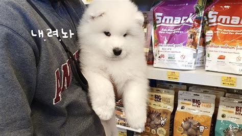 3부 새끼 사모예드 새끼 가장 미울 때 아기 강아지 모찌 Youtube