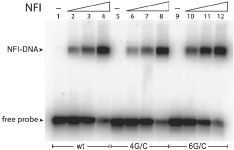 DNA Binding Of NFI Is Not Signi Fi Cantly Affected By The Mutations Download Scientific