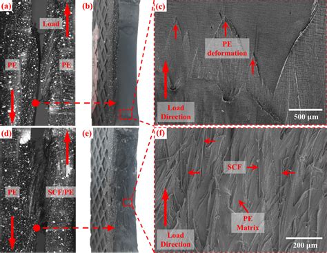 Sheared Off Appearance And Micromorphology Of A C Pe Pe And D F Download Scientific Diagram