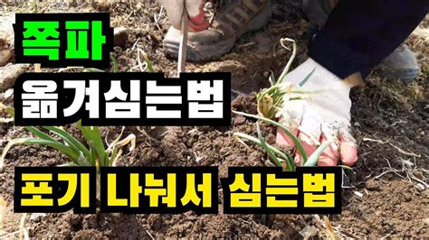 작년에 김장하고 남은 쪽파~쪽파 옮겨심는법 쪽파심는법 쪽파 포기나누기 쪽파 포기 나눠서 심는법 쪽파심기 쪽파심는방법 쪽파심는간격 Youtube