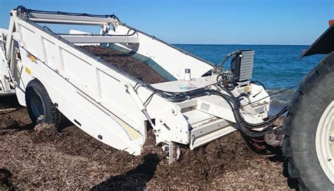 Removing The Sargassum From The Beach