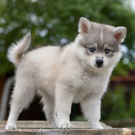 Miniature Siberian Husky Prices Breeders And More