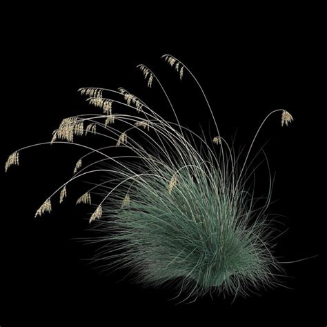 Premium Photo 3d Illustration Of Helictotrichon Sempervirens Bush