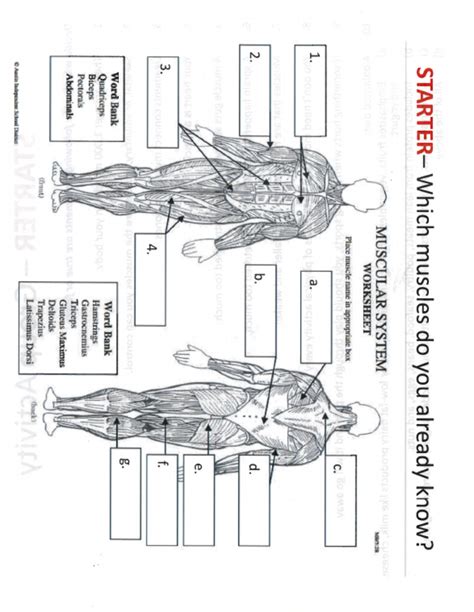 Blank Muscles Worksheet Pdf