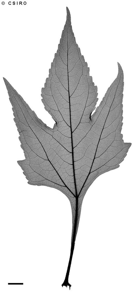 Tithonia Diversifolia