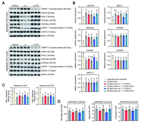 Cav1 Associated Gallbladder Ampk Activation Protects Mice From