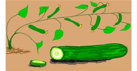 Drawing Of Cucumber By Lolo Drawize Gallery