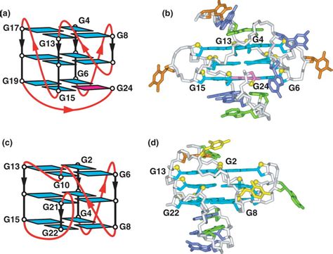 Nmr Based A Folding Topology And B Solution Structure Of The Download Scientific Diagram