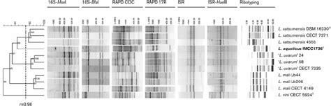 Dendrogram Derived From Comparison Of The Combined 16s Ardra Mse I