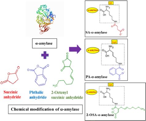 Illustration Of Reaction Scheme Of Lys Residue Modification Of Download Scientific Diagram