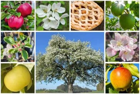 Different Types Of Apple Trees With Identifying Features