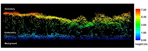 Illustration Of Mangrove Vertical Profile Produced From Lidar Data In Download Scientific
