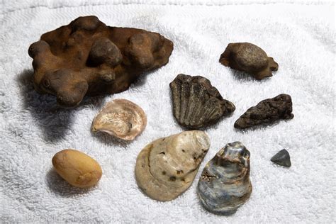 Fossils From Calvert Cliffs Sp Geeky Girl Engineer