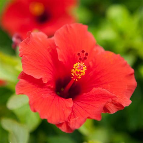 نگهداری گل ختمی چینی و آفات آن ‌ علت خشک شدن و تکثیر در آب