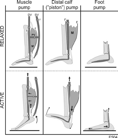 Schematic Illustration Of The Venous Pump Systems Of The Foot And Calf