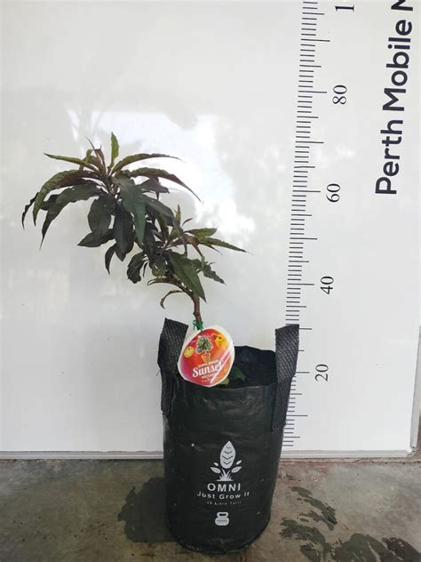 Super Dwarf Nectarine Fruit Tree Perth Wa