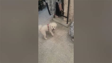 산책가는길 단골 옷가게 이모 보러갔는데 Youtube