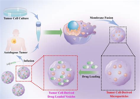 Tumor Cell Lines And Autologous Tumor Cell‐derived Vesicles Have Been