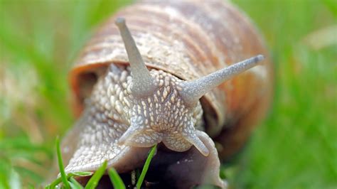 ¿el Caracol Es Un Insecto O Un Molusco