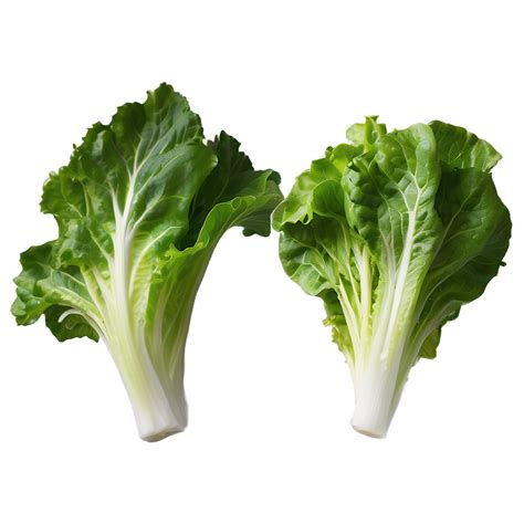 Download Glossy Lettuce Leaf Png Mwp43