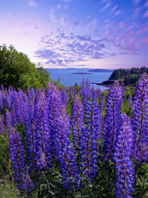 Eastport Maine Harbor Cj Photography Cindy Joyce Facebook