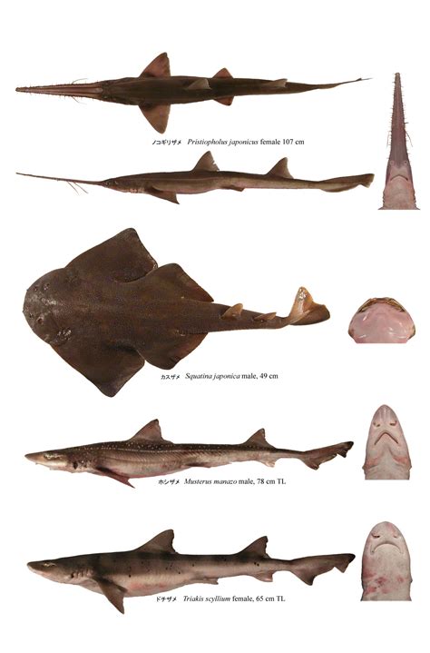 Pristiophorus Japonicus Triakis Scyllium