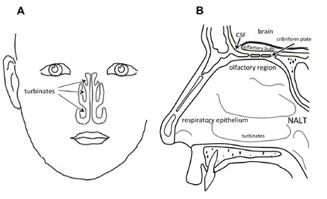The Anatomy Of The Human Nasal Cavity The Olfactory Region Permits The
