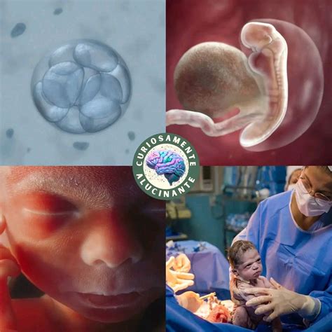 Curiosamente 👶 Zigoto Embrião Feto E Bebê Entenda As Diferenças