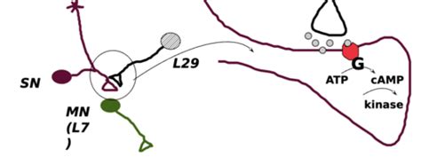 PSC3008 Lecture 21 22 Flashcards Quizlet