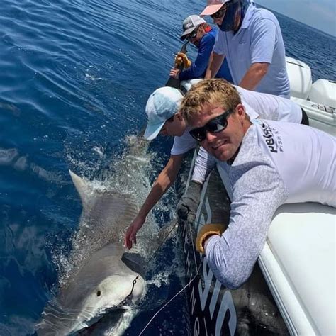 Father Son Duo Catch Huge Pregnant Tiger Shark Off Floridas Gulf Coast