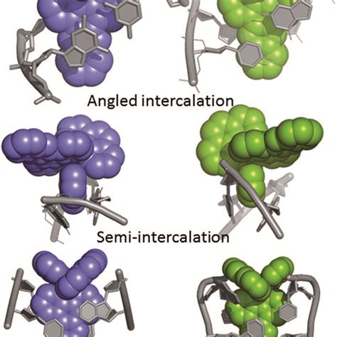 of the main binding modes of lambda blue and delta green complexes