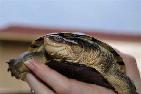 Husbandry Handbook African Sideneck Turtle Pelomedusa Subrufa