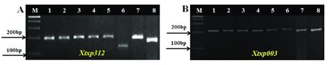 dna fingerprinting of sorghum varieties cultures using sorghum ssr