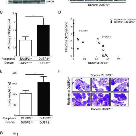 Dusp3 Deletion Accelerate Experimental E0771 Metastasis Growth E0771